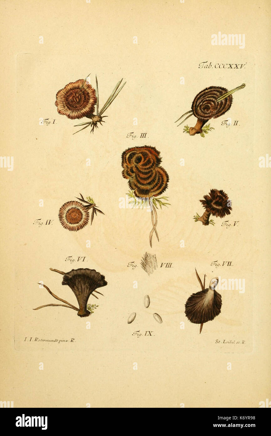 Fungorum qui in Bavaria et Palatinatu circa Ratisbonam nascuntur icones ...