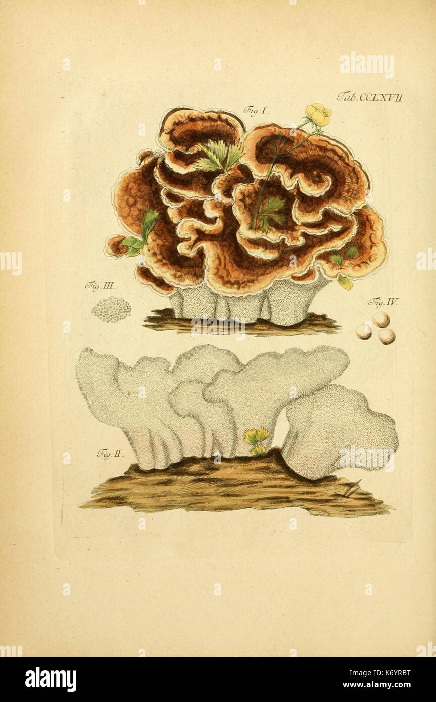 Fungorum qui in Bavaria et Palatinatu circa Ratisbonam nascuntur icones ...