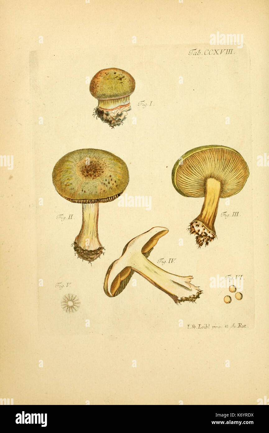 Fungorum qui in Bavaria et Palatinatu circa Ratisbonam nascuntur icones ...