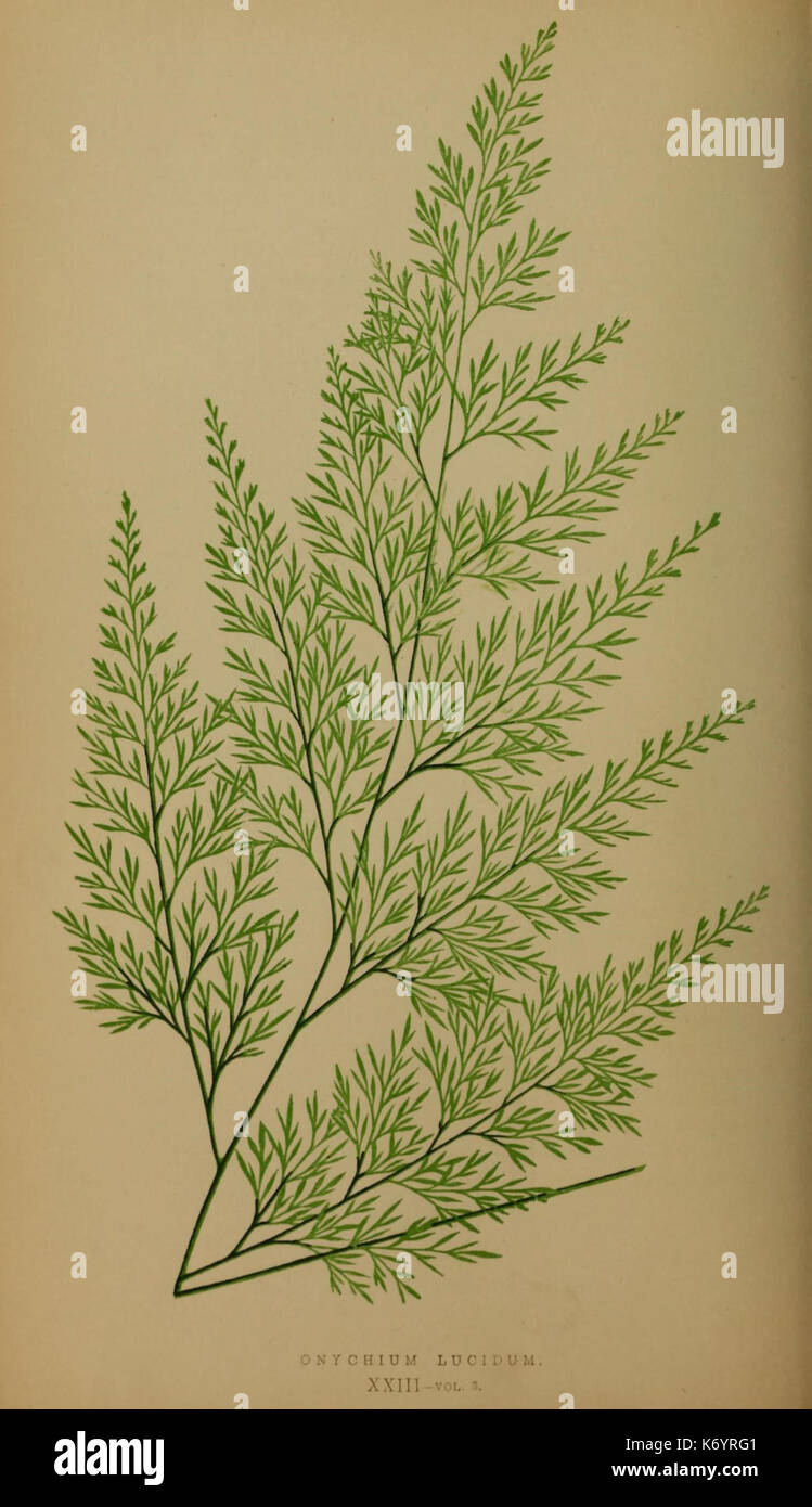 Fern tree study hi-res stock photography and images - Alamy