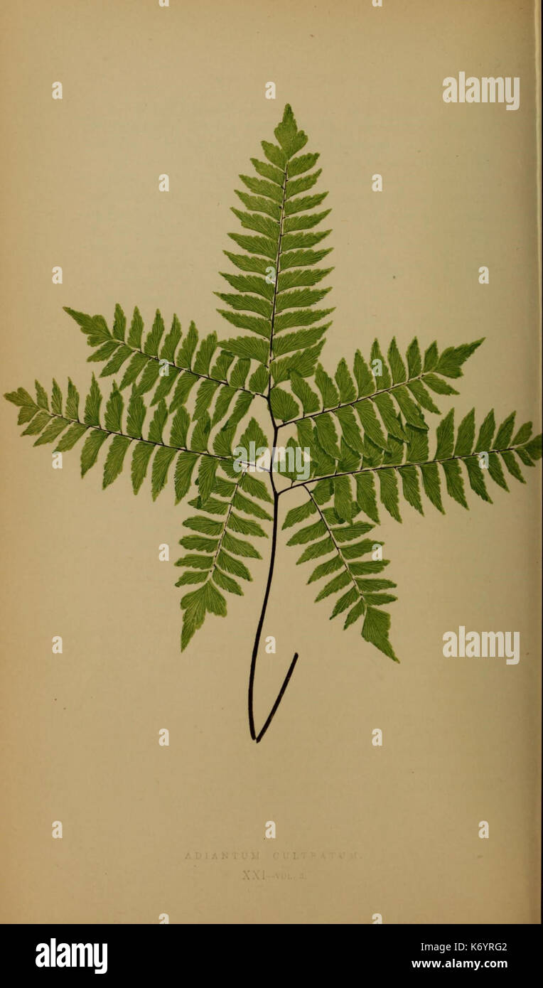Fern leaf structures hi-res stock photography and images - Alamy