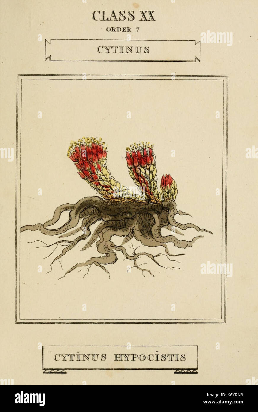 Elements of the science of botany (9902118636 Stock Photo - Alamy