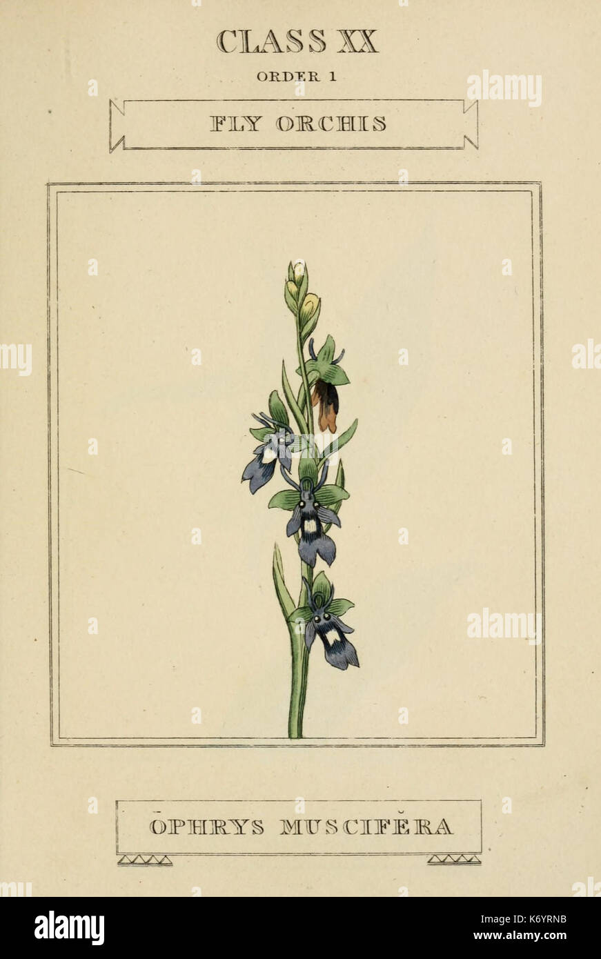 'Elements of the Science of Botany' is a book that explores the ...