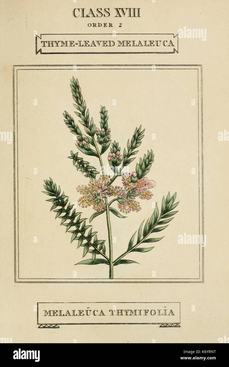 Elements of the science of botany (9901832836 Stock Photo - Alamy