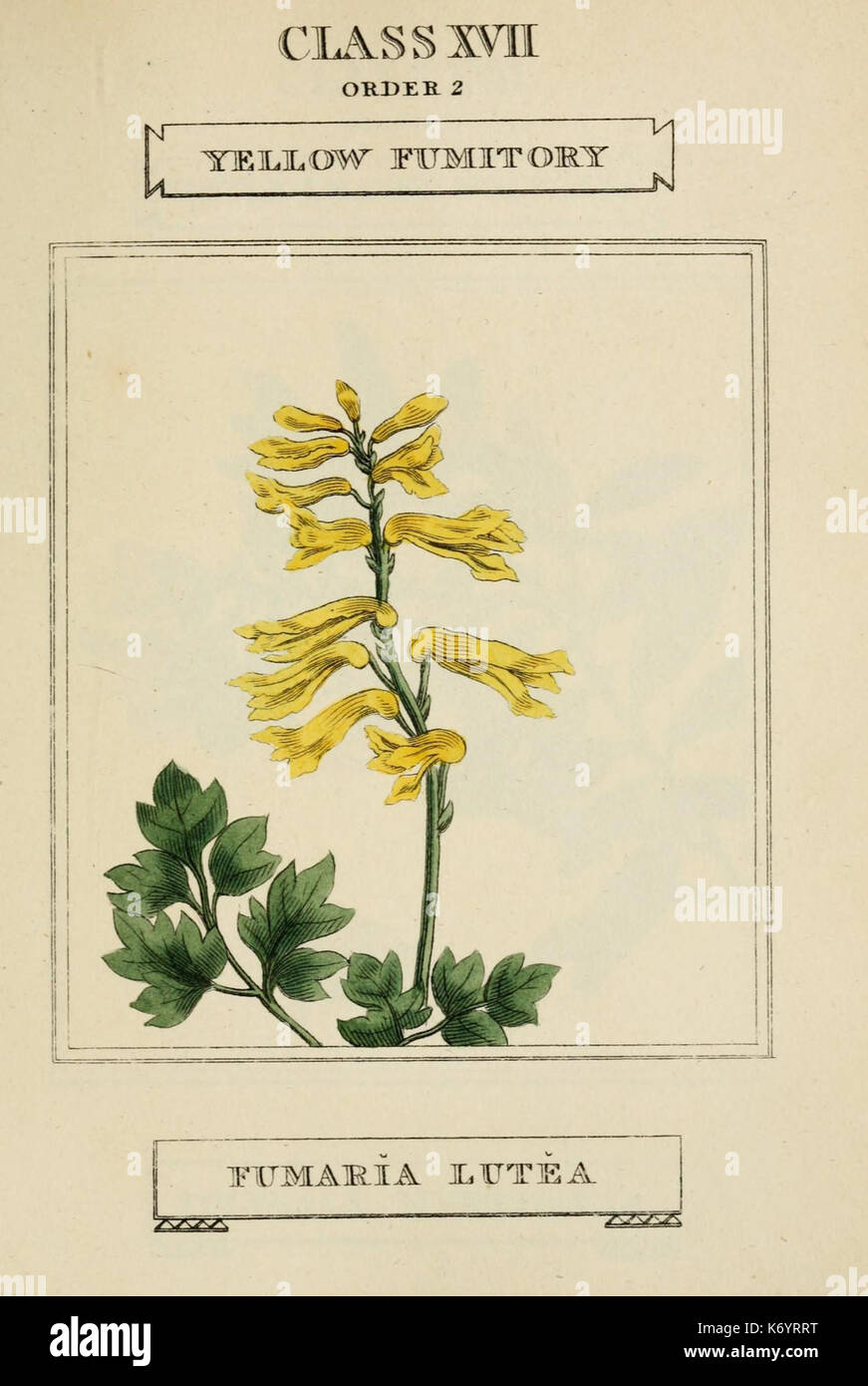 Elements of the science of botany (9901832754 Stock Photo - Alamy