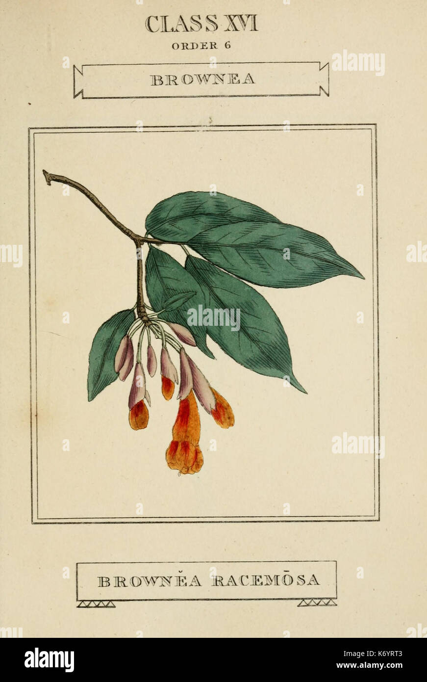 Elements plant anatomy botany hi-res stock photography and images - Alamy