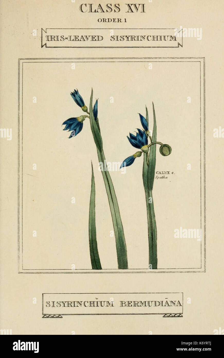 Elements of the science of botany (9901730725 Stock Photo - Alamy