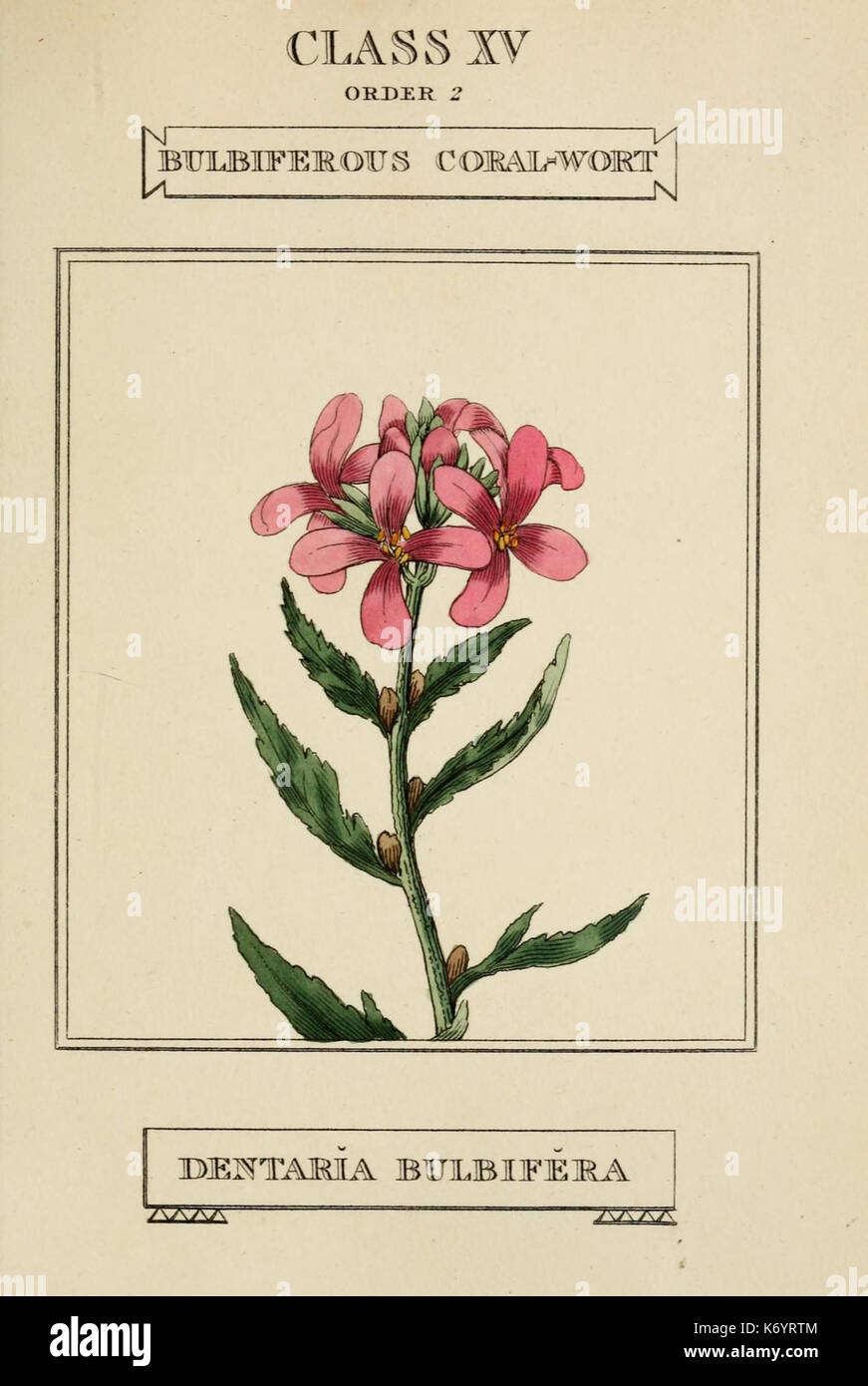 Elements of the science of botany (9901764566 Stock Photo - Alamy