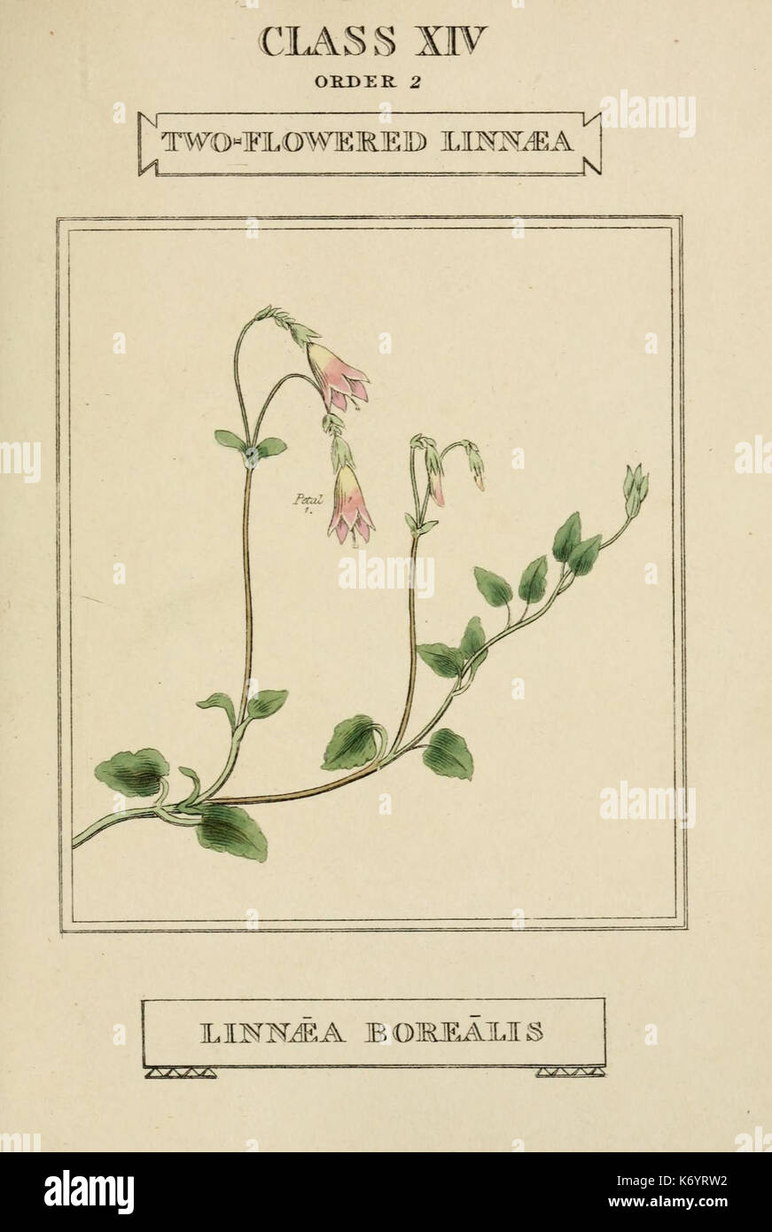 Botany classification pictorial hi-res stock photography and images - Alamy