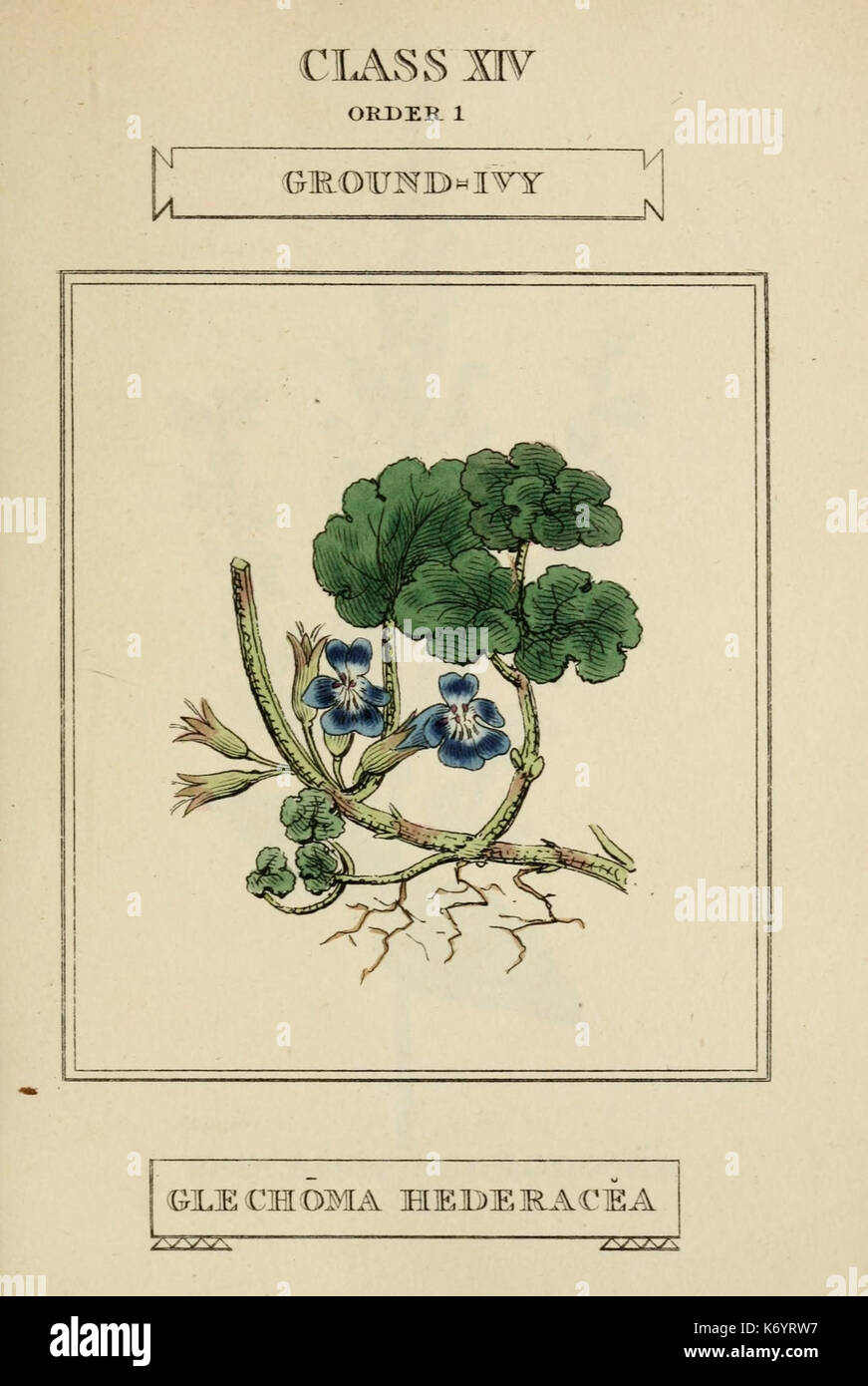 Elements of the science of botany (9901744586 Stock Photo - Alamy