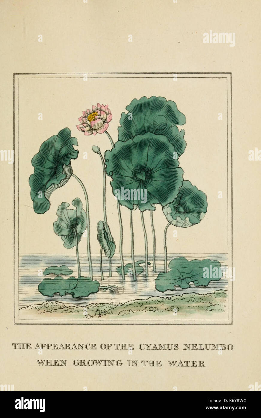 Elements of the science of botany (9901822813 Stock Photo - Alamy