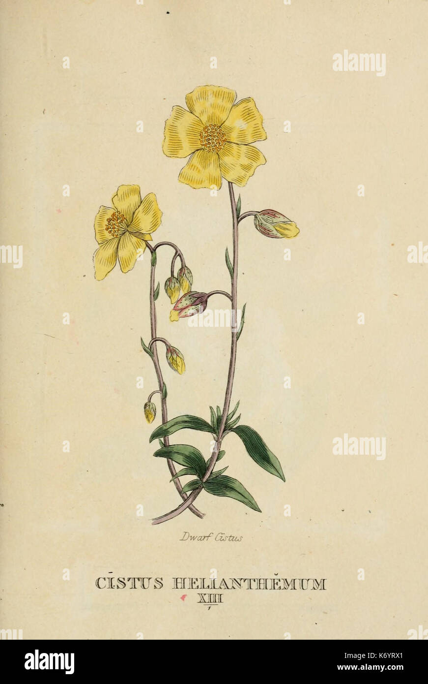Elements of the science of botany (9901699744 Stock Photo - Alamy