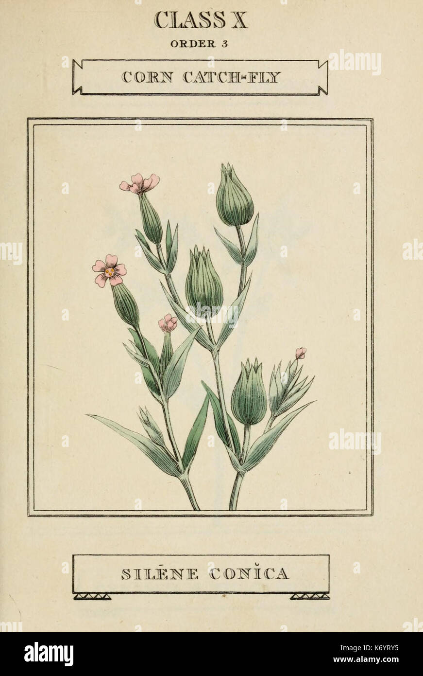 Elements of the science of botany (9901224865 Stock Photo - Alamy