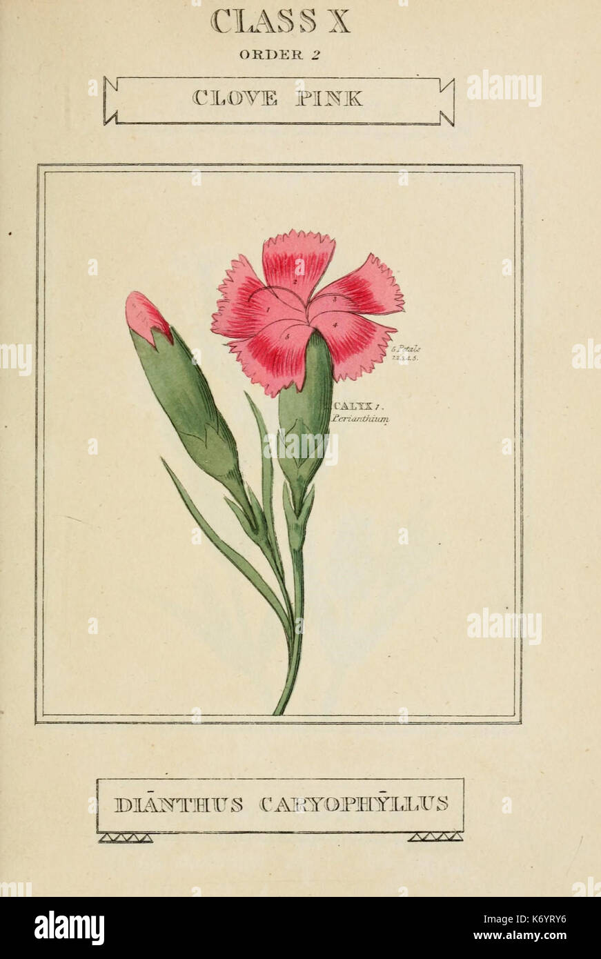 Elements of the science of botany (9901276124 Stock Photo - Alamy