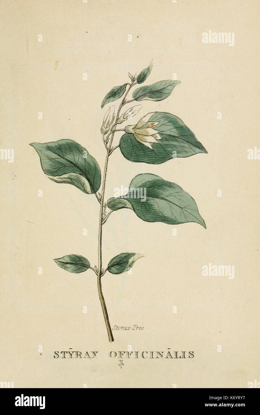 Elements of the science of botany (9901216355 Stock Photo - Alamy