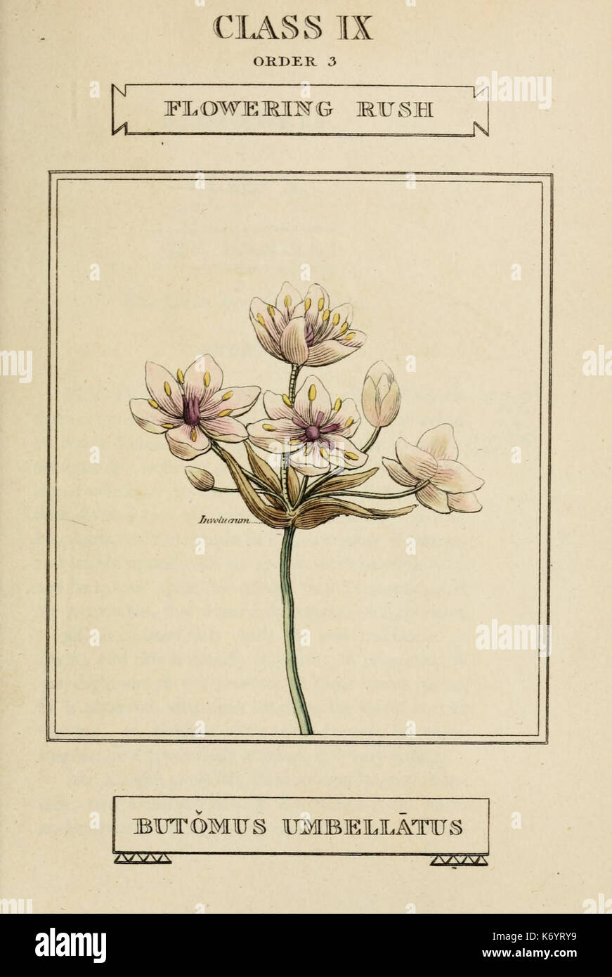 Elements of the science of botany (9901262324 Stock Photo - Alamy