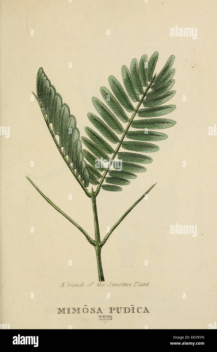 Elements of the science of botany (9900454425 Stock Photo - Alamy