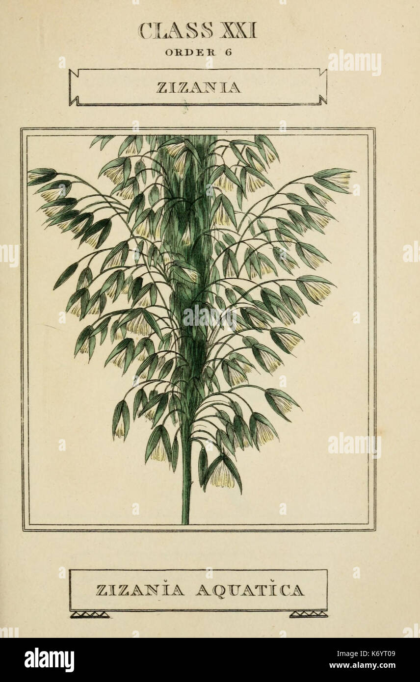 Elements of the science of botany (9900384535 Stock Photo - Alamy