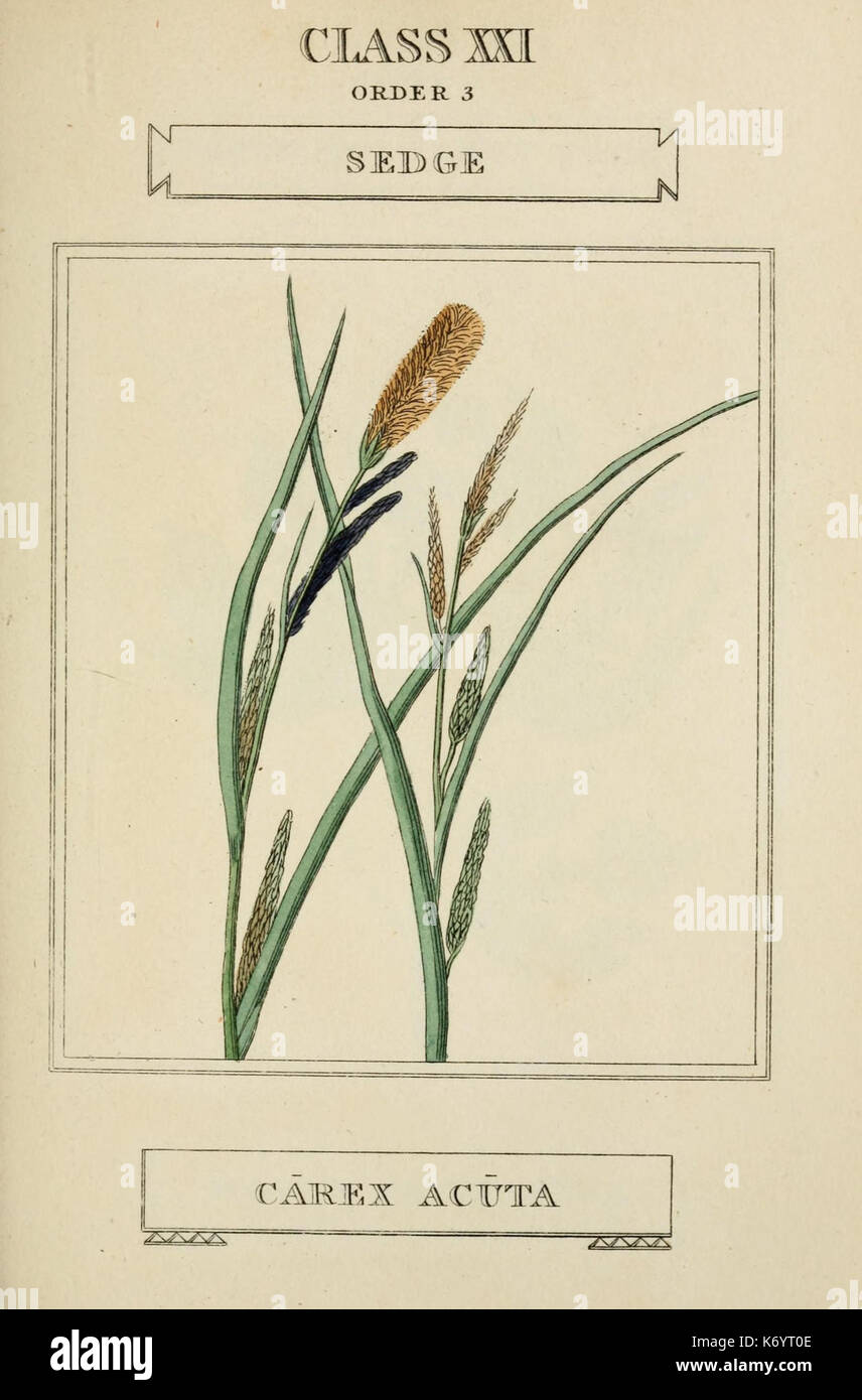 Detailed depictions of various plant elements hi-res stock photography ...