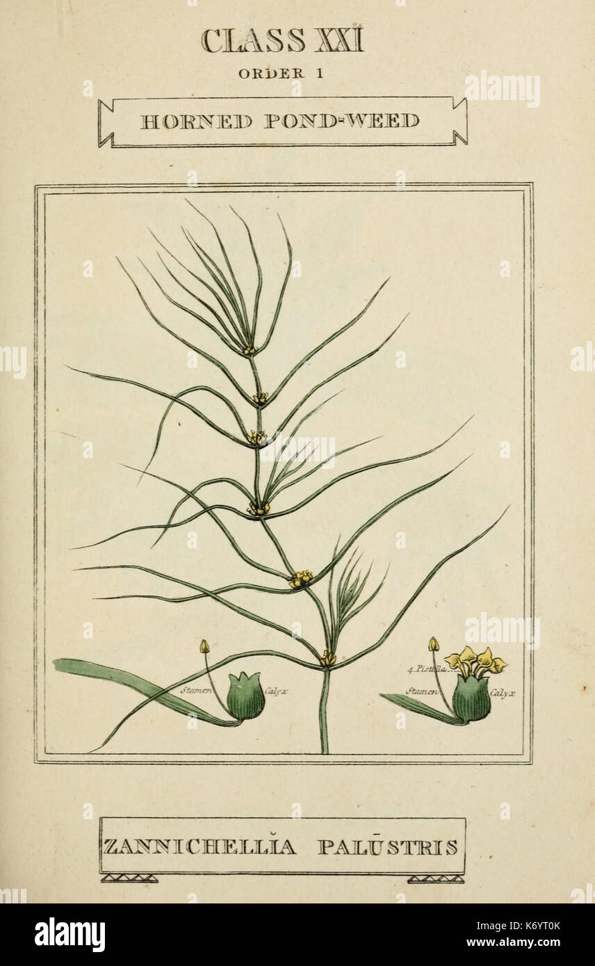 Botany classification pictorial hi-res stock photography and images - Alamy