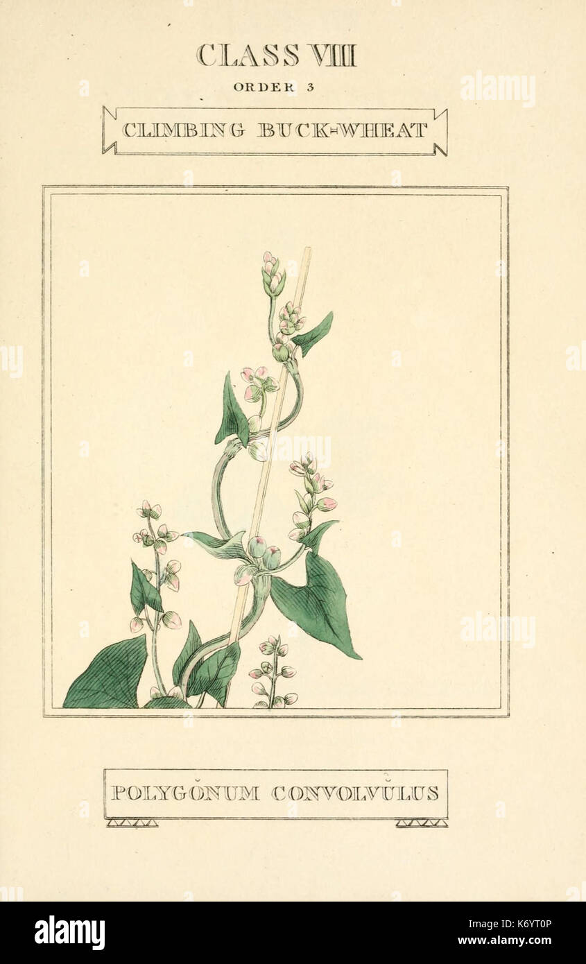Elements of the science of botany (9787743996 Stock Photo - Alamy