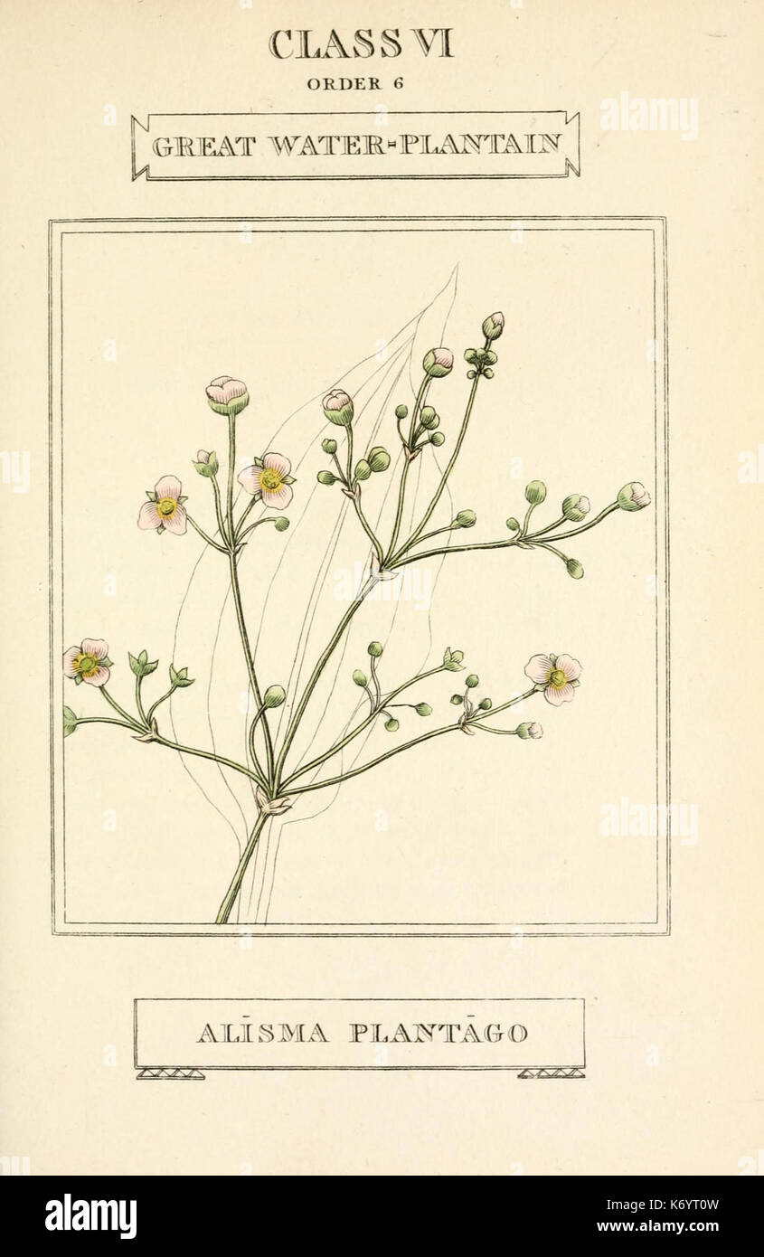 Botany botany pictorial hi-res stock photography and images - Alamy