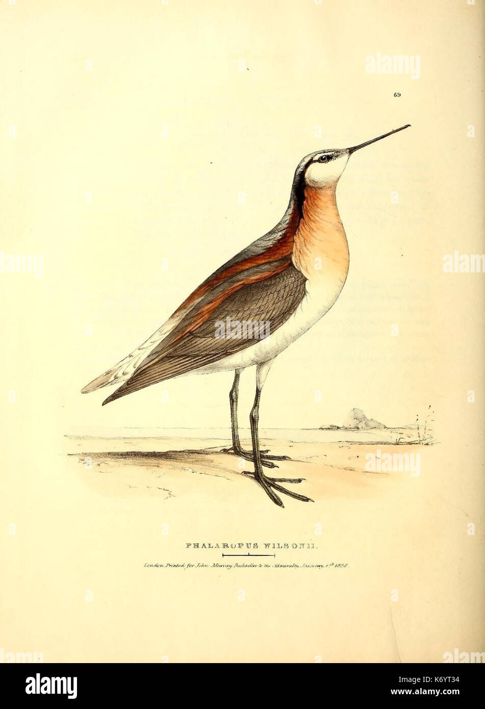 Fauna boreali americana, or, The zoology of the northern parts of ...