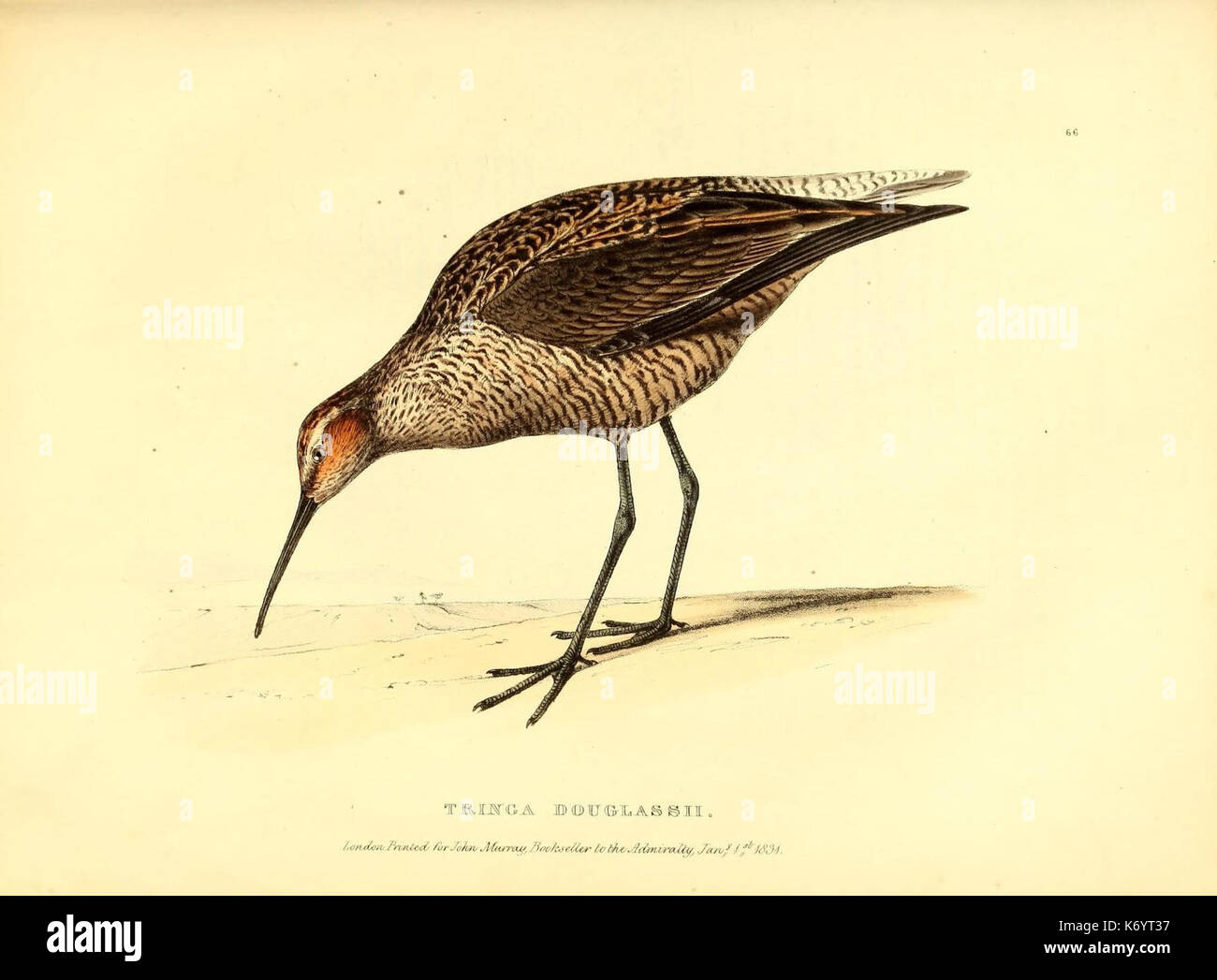 Fauna boreali americana, or, The zoology of the northern parts of ...