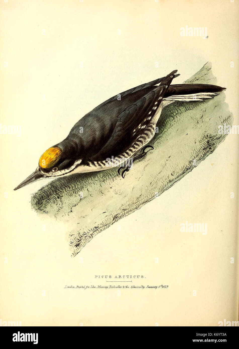 Fauna boreali americana, or, The zoology of the northern parts of ...