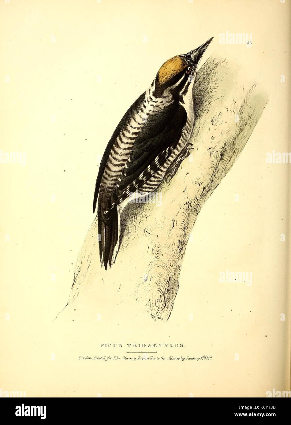 Fauna boreali americana, or, The zoology of the northern parts of ...