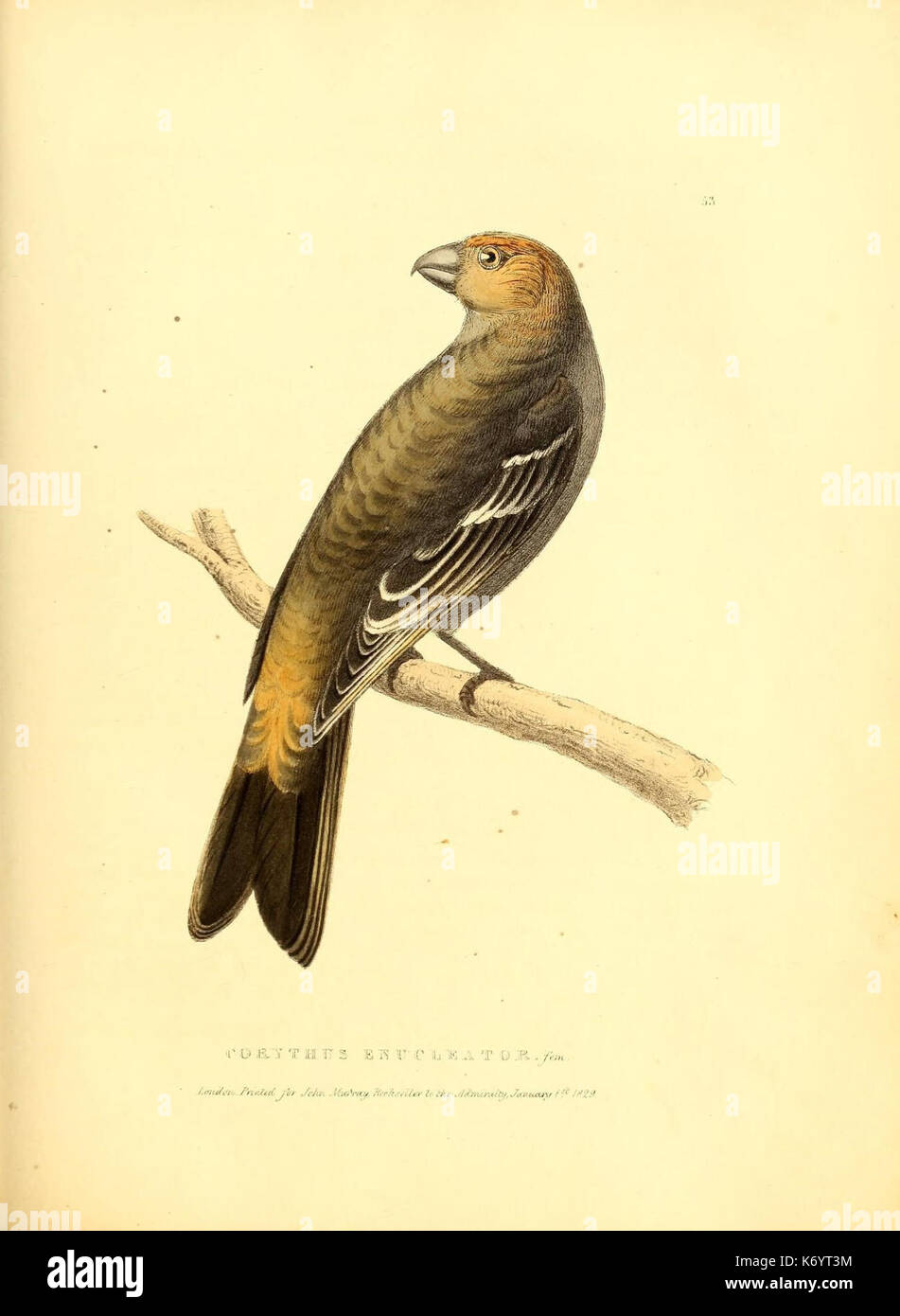 Fauna boreali americana, or, The zoology of the northern parts of ...