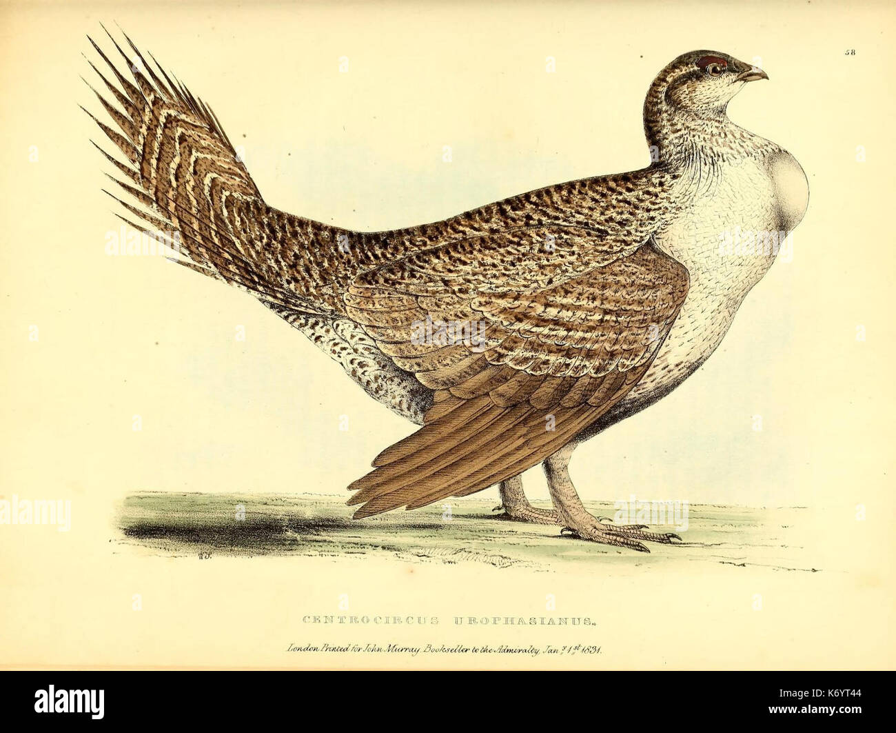 Fauna boreali americana, or, The zoology of the northern parts of ...