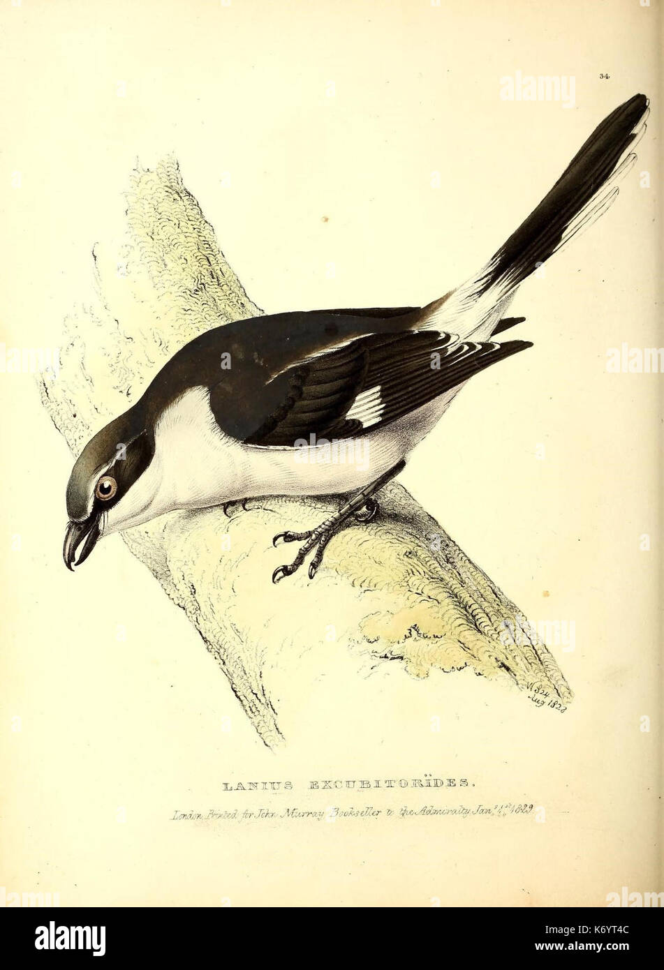Fauna boreali americana, or, The zoology of the northern parts of ...