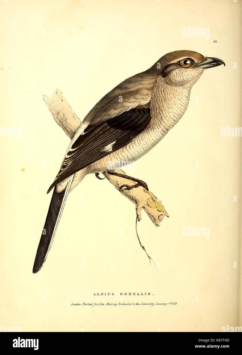 Fauna boreali americana, or, The zoology of the northern parts of ...