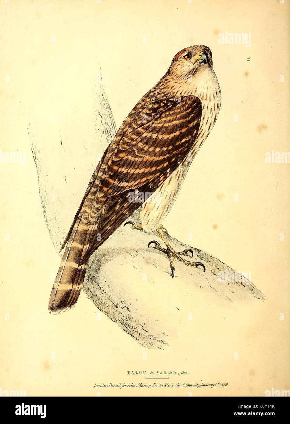 Fauna boreali americana, or, The zoology of the northern parts of ...