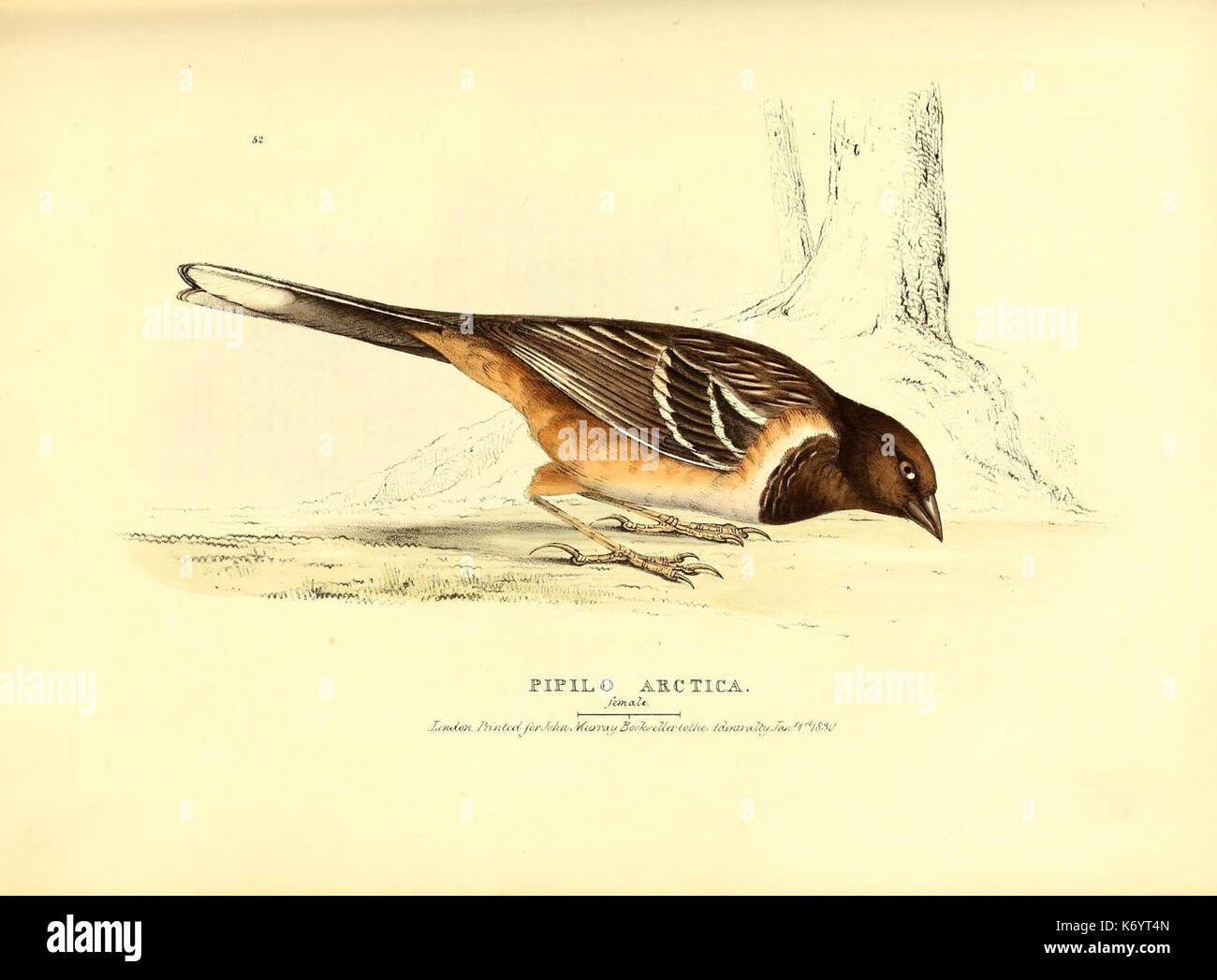 Fauna boreali americana, or, The zoology of the northern parts of ...