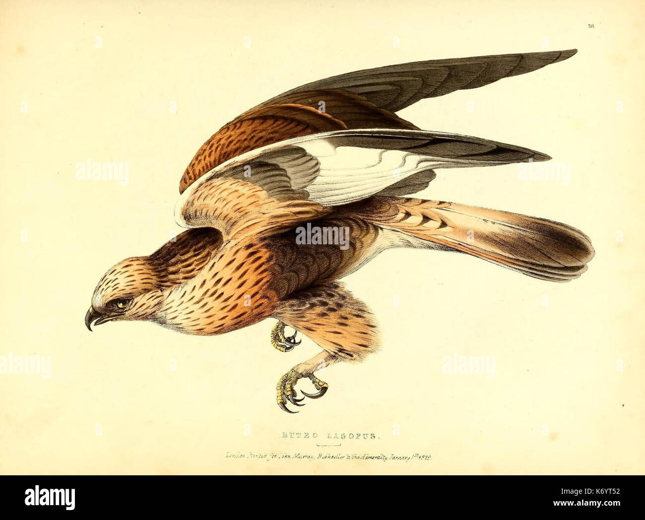 Fauna boreali americana, or, The zoology of the northern parts of ...