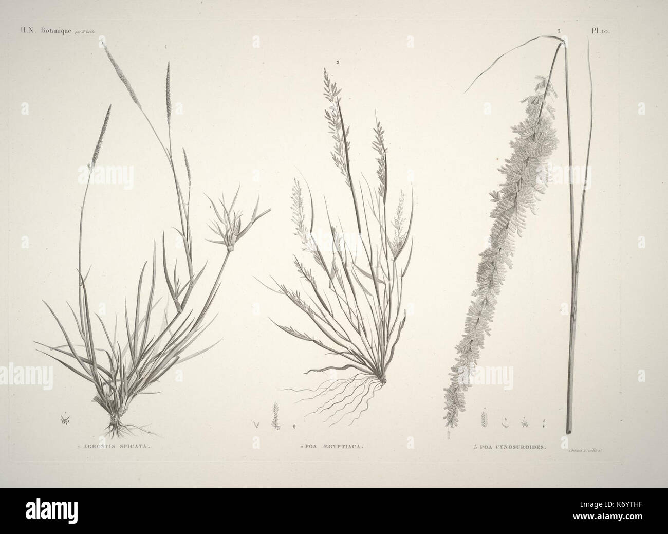 Botanyillustration hi-res stock photography and images - Alamy