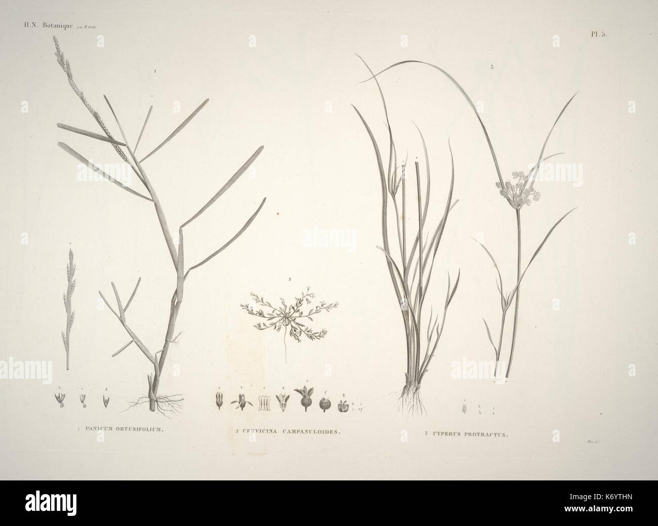 Egyptianflora hi-res stock photography and images - Alamy