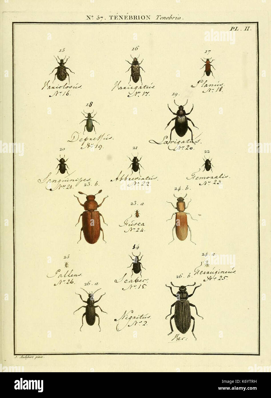 Tenebrion hi-res stock photography and images - Alamy