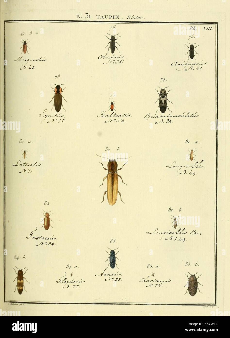 Entomologie, ou, Histoire naturelle des insectes (No. 31 Taupin Pl ...