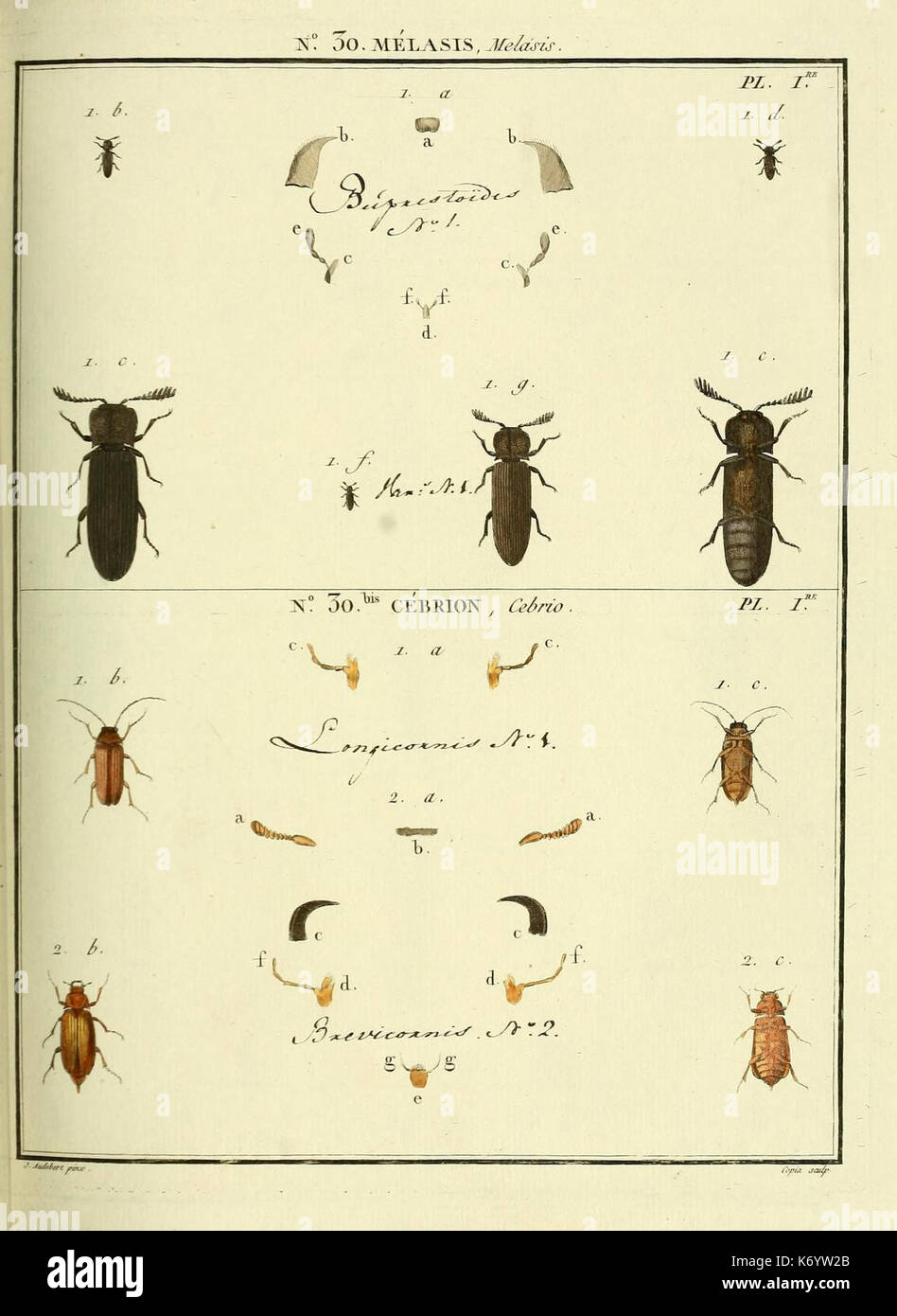 Entomologie, ou, Histoire naturelle des insectes (No .30 Melasis Pl. I ...