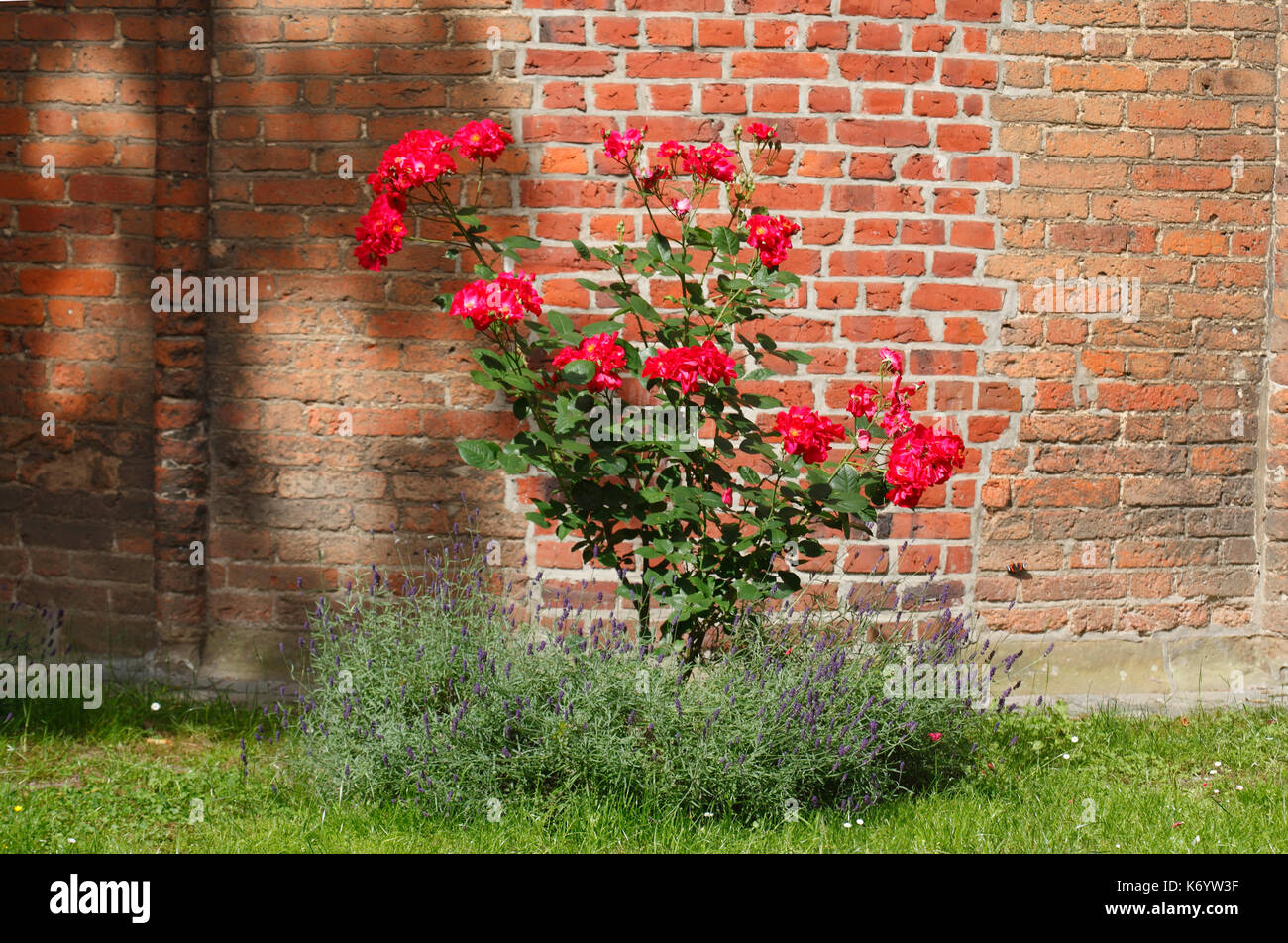 Red roses brick wall hi-res stock photography and images - Alamy