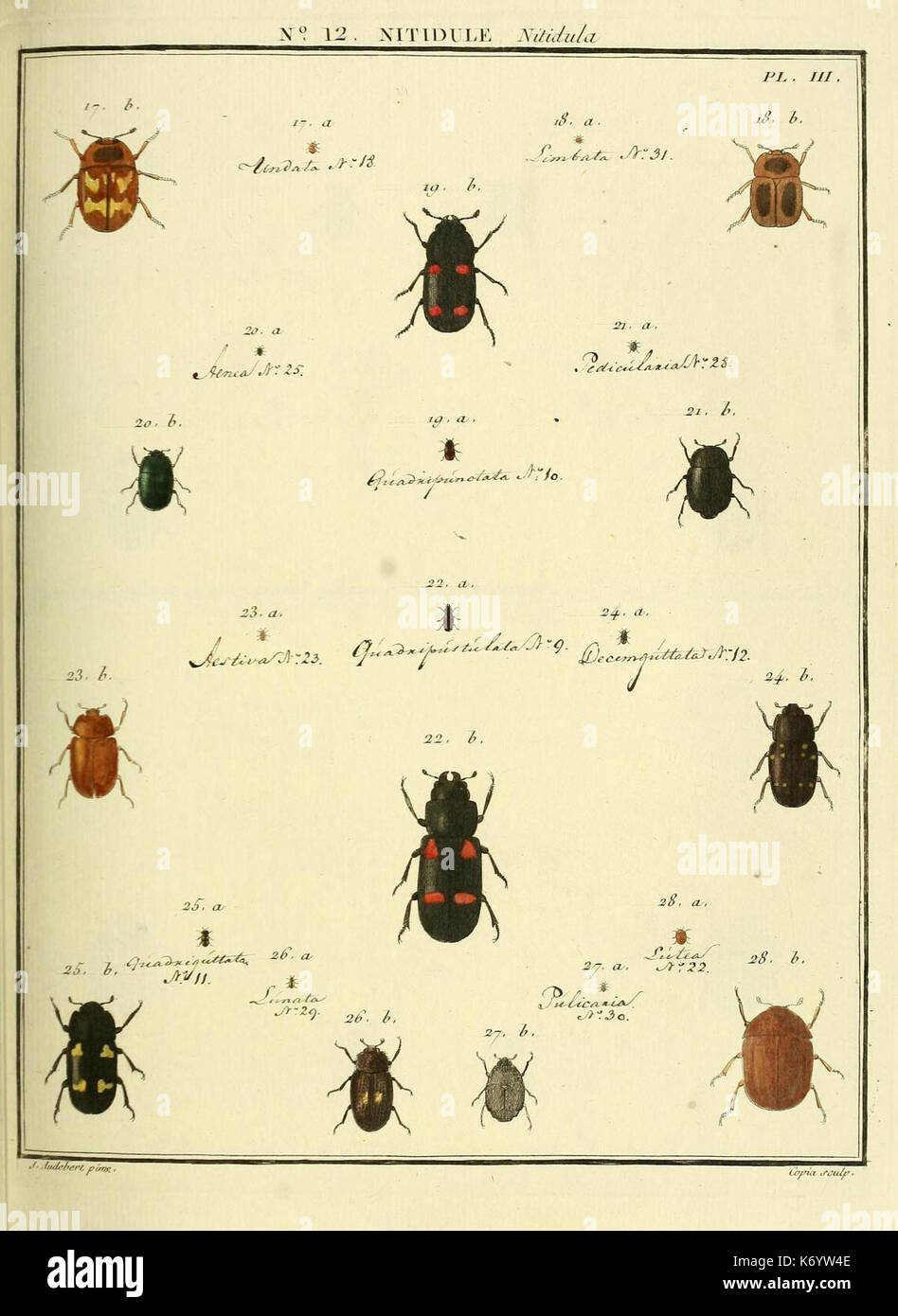 Entomologie, ou, Histoire naturelle des insectes (No. 12 Nitidule Pl ...