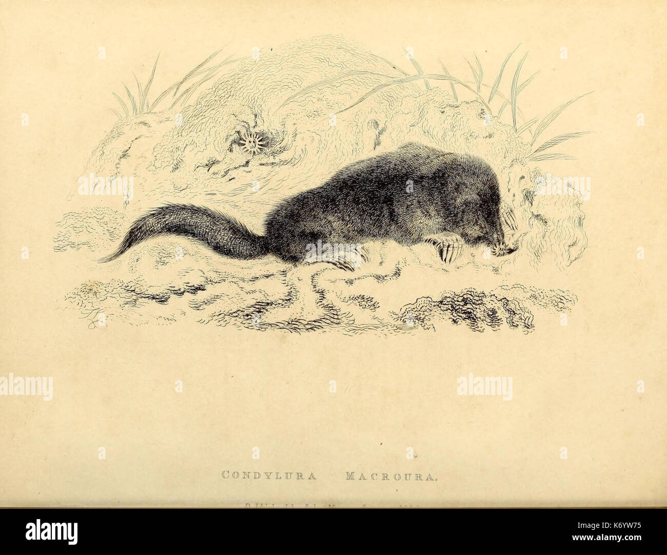 Fauna boreali americana, or, The zoology of the northern parts of ...