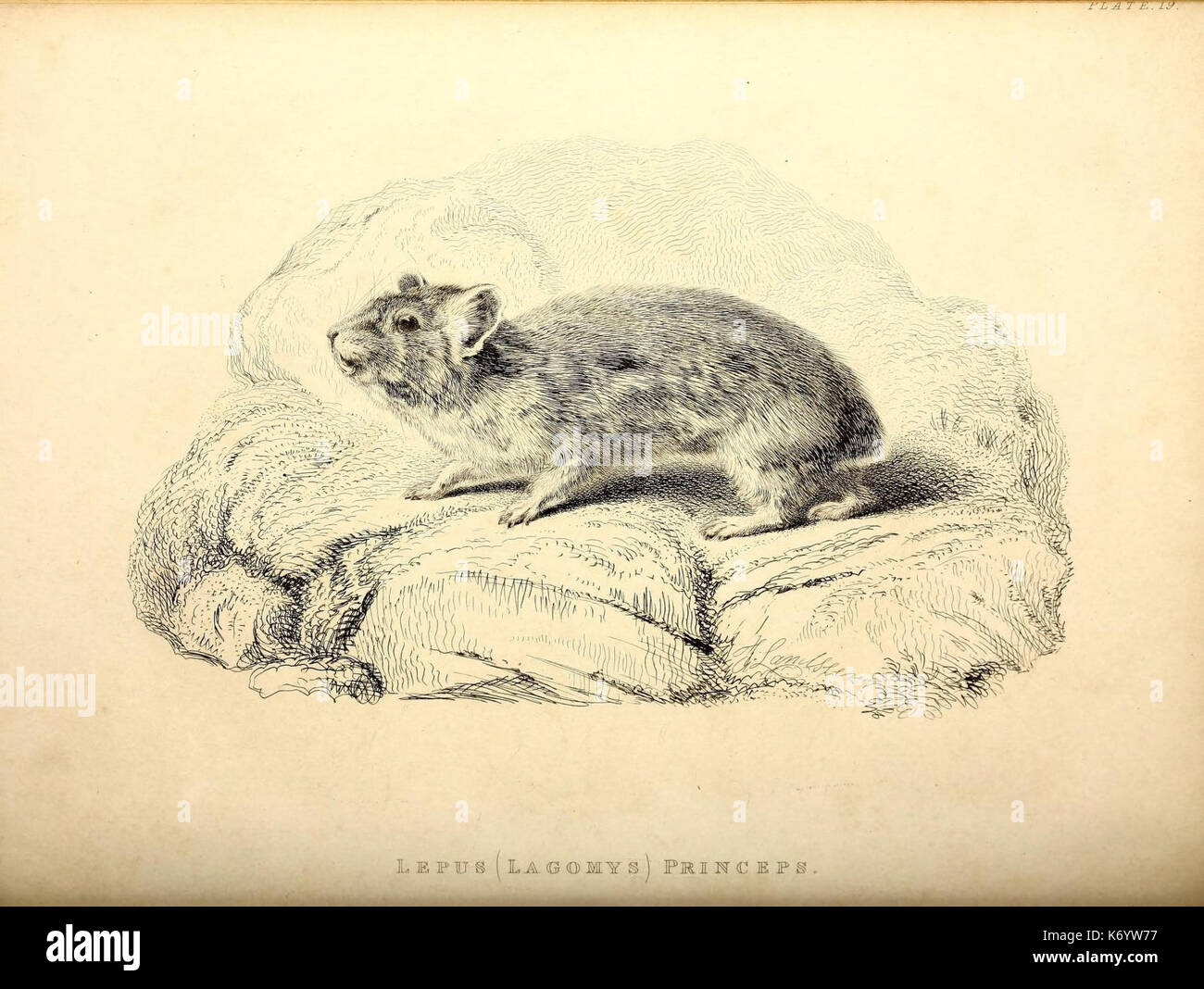 Fauna boreali americana, or, The zoology of the northern parts of ...