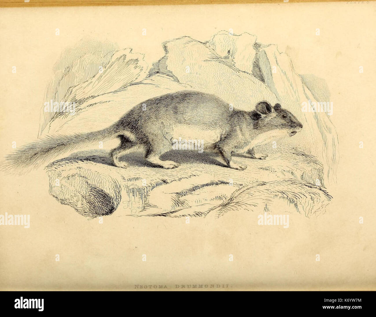 Fauna boreali americana, or, The zoology of the northern parts of ...