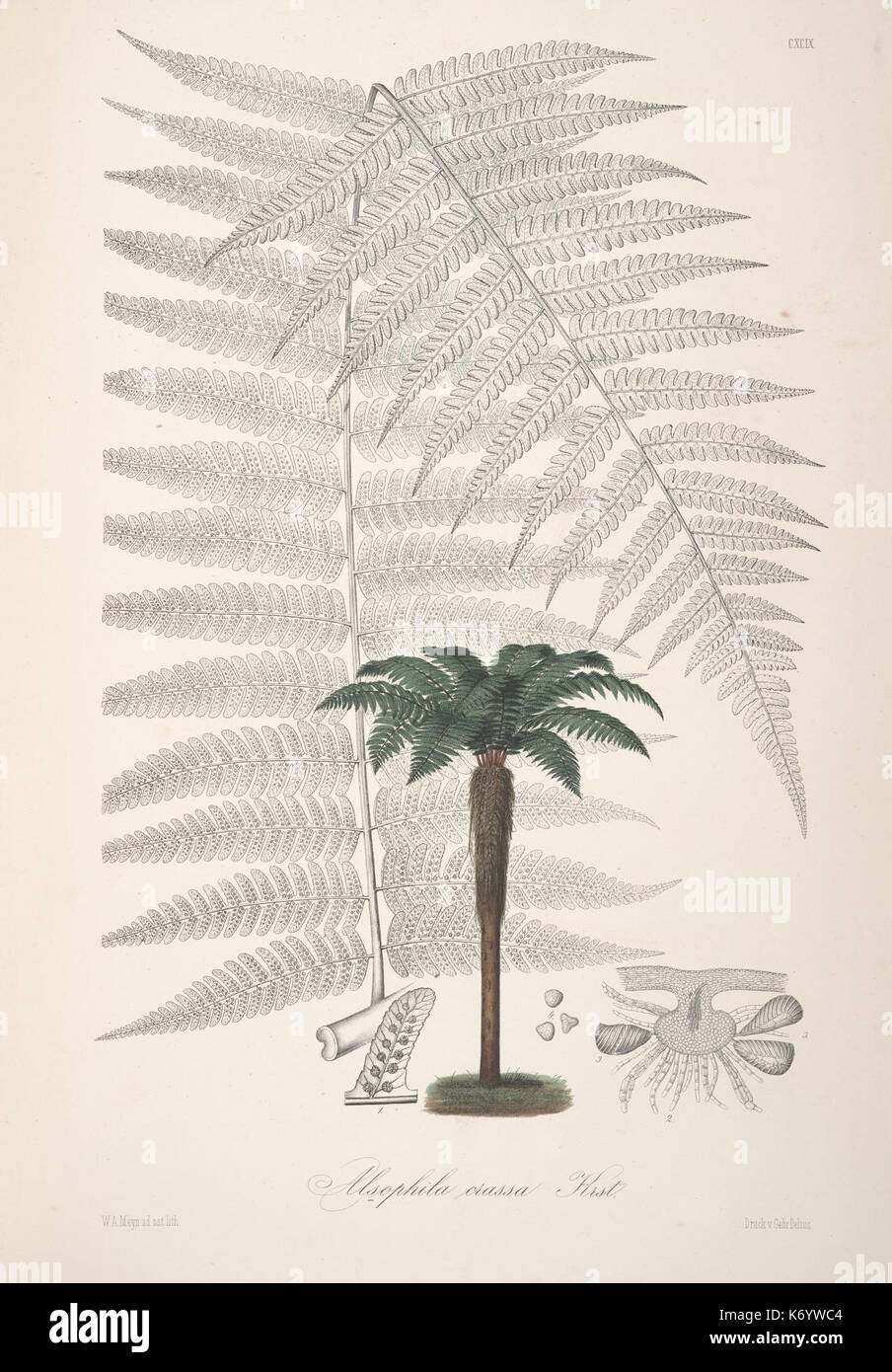 Cxcix hi-res stock photography and images - Alamy