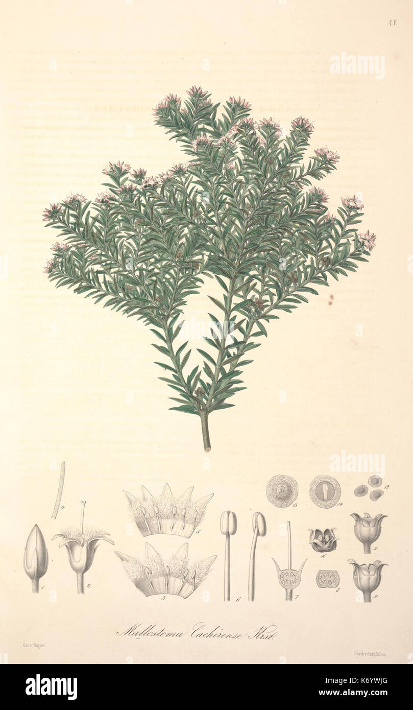 Florae Columbiae (Plate CV) (8205953066 Stock Photo - Alamy