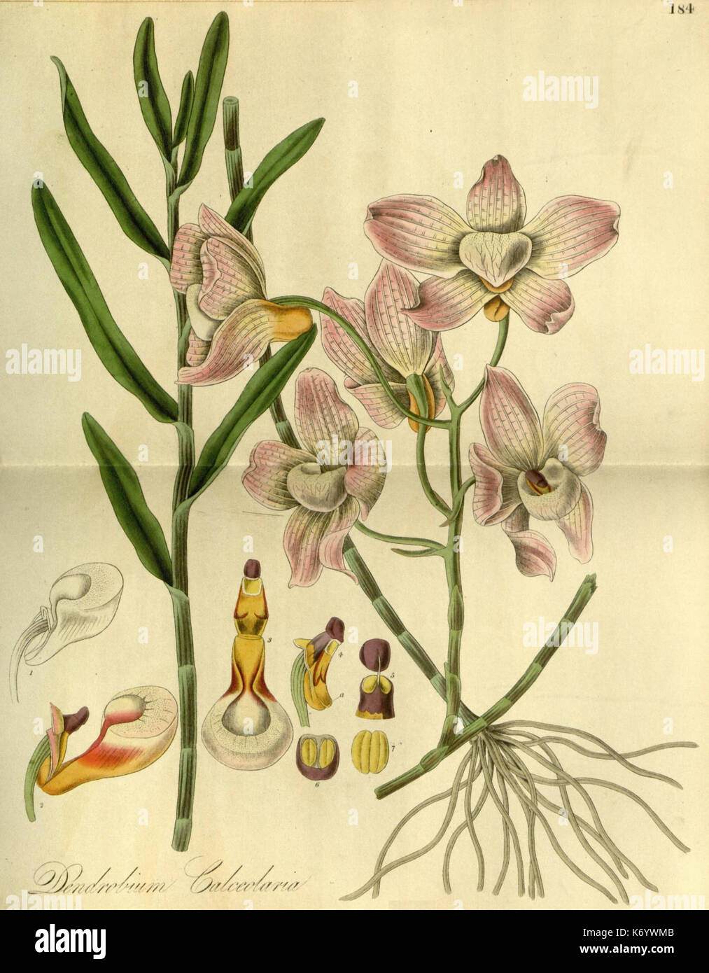 Exotic flora (Plate 184) (9142678087 Stock Photo - Alamy